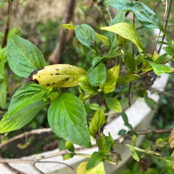 Simak, Tanda Tanaman Mengalami Busuk Akar dan Cara Mencegahnya