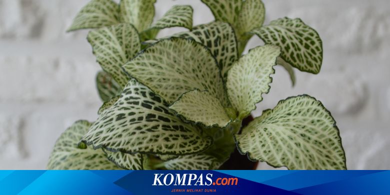 7 Tanaman Hias Berdaun Putih untuk Mempercantik Ruangan