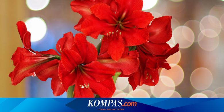 7 Tanaman hingga Bunga untuk Dekorasi dan Hadiah Natal