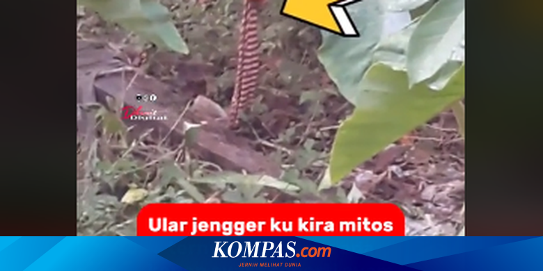 Beredar Penampakan Diklaim Ular Jengger Bersuara Mirip Ayam, Benarkah Ada?