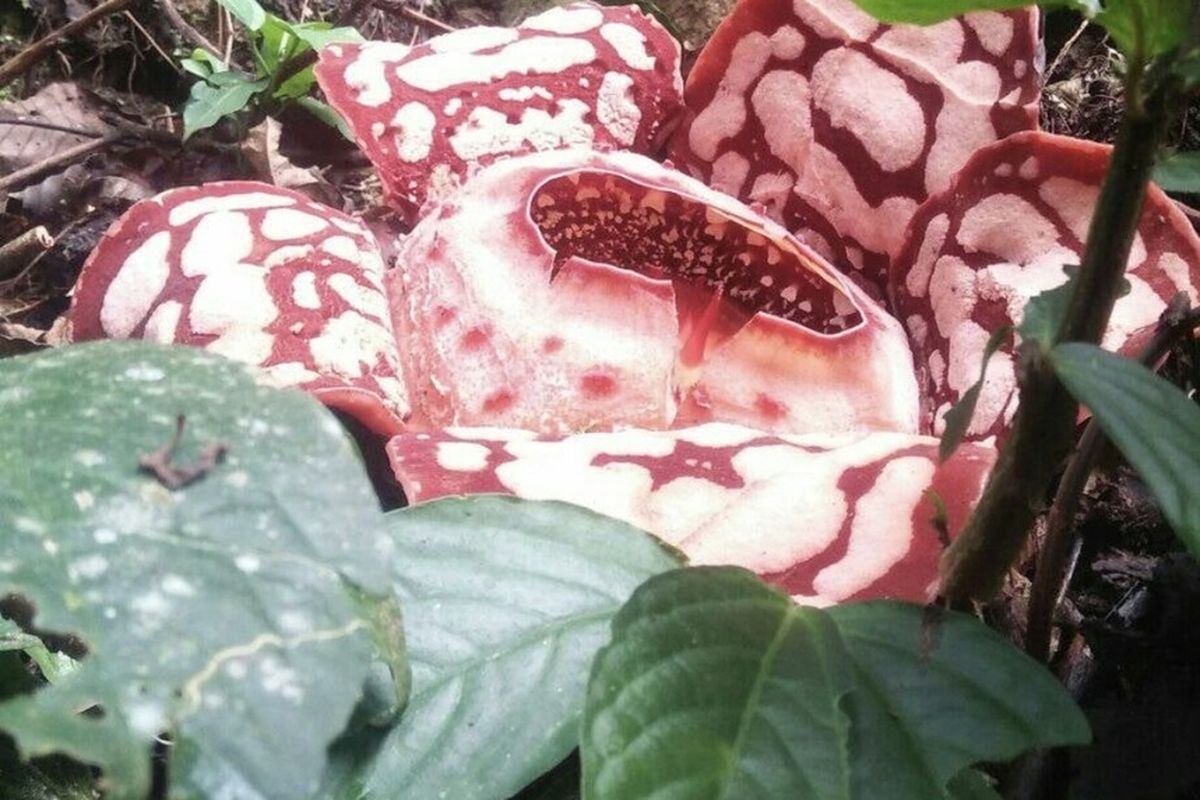Di Bengkulu, Ada 2 Lokasi Habitat Rafflesia hasseltii, Mekar Terakhir 2024