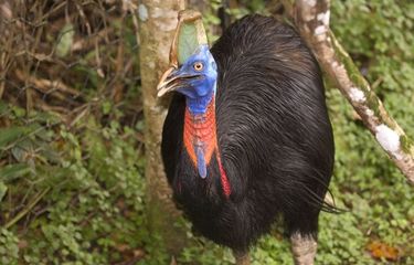 Burung Kasuari Adalah
