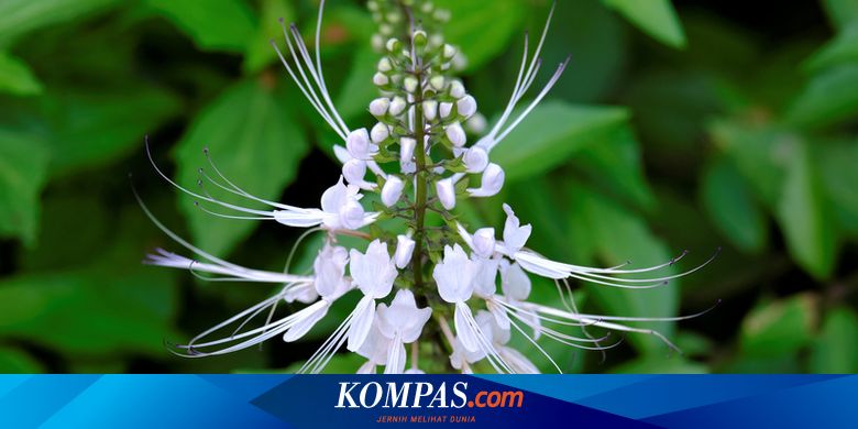 5 Tanaman Obat yang Mudah Ditanam di Rumah dan Manfaatnya