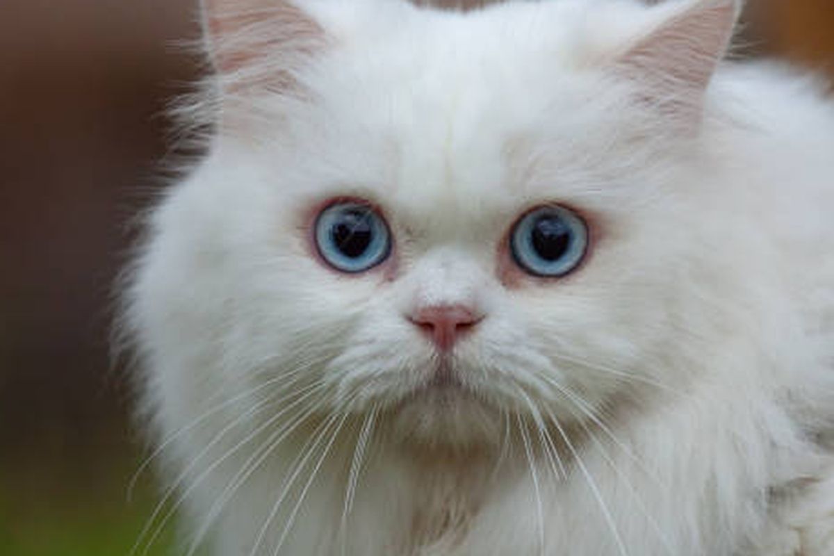 Rasa Gemas Manusia pada Wajah Imut Mengubah Evolusi Kucing dan Anjing ...