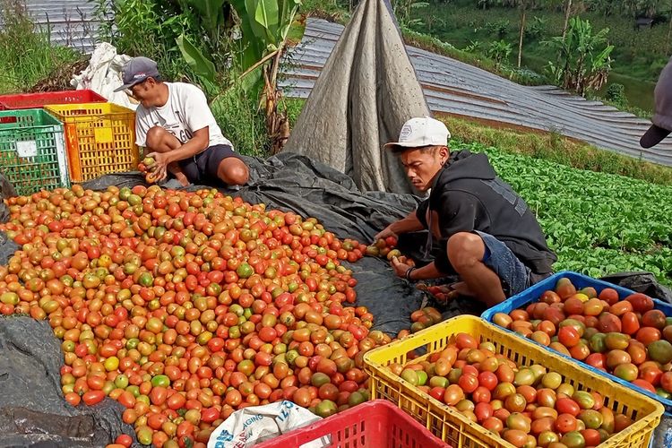 Jelang Hari Tani Nasional, Petani Sayur di Pangalengan Dicekik ...
