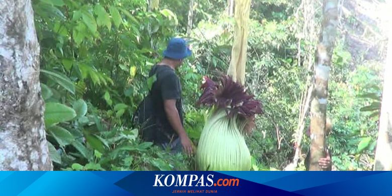 Bunga Bangkai Setinggi 1 Meter Ditemukan Tumbuh di Kebun Kopi Musi Rawas