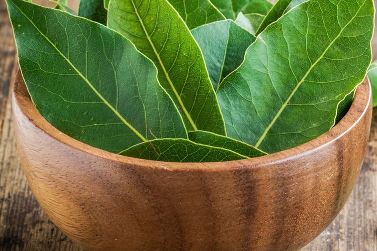 13 Penyakit yang Bisa Diatasi dengan Daun Salam, Apa Saja?