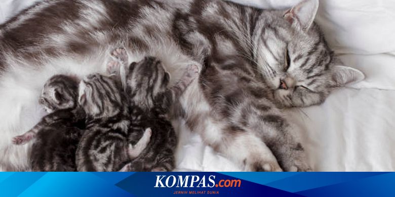 Alasan Induk Kucing Memakan Anaknya Sendiri Saat Melahirkan