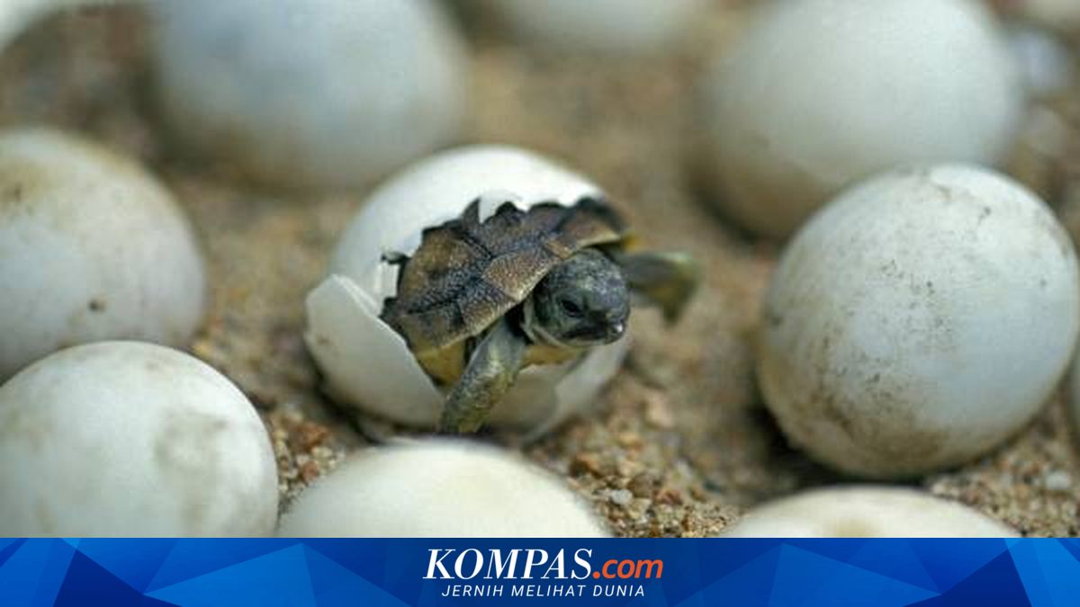 Pengertian Ovipar, Vivipar, dan Ovovivipar Beserta Contohnya