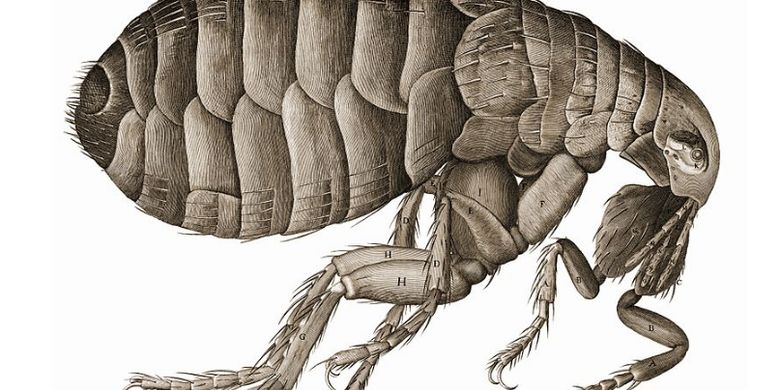 Seberapa Jauh Kutu Bisa Melompat?