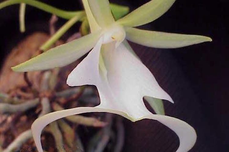 7 Bunga Paling Langka di Dunia