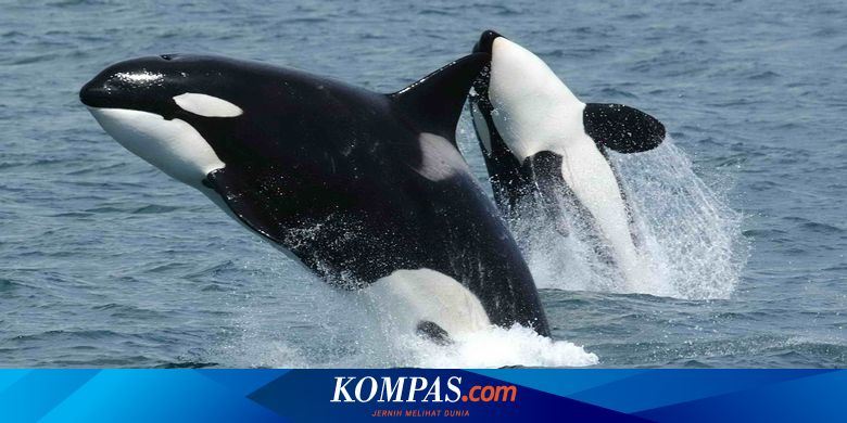 Induk Orca Rawat Anaknya yang Jantan Hingga Dewasa