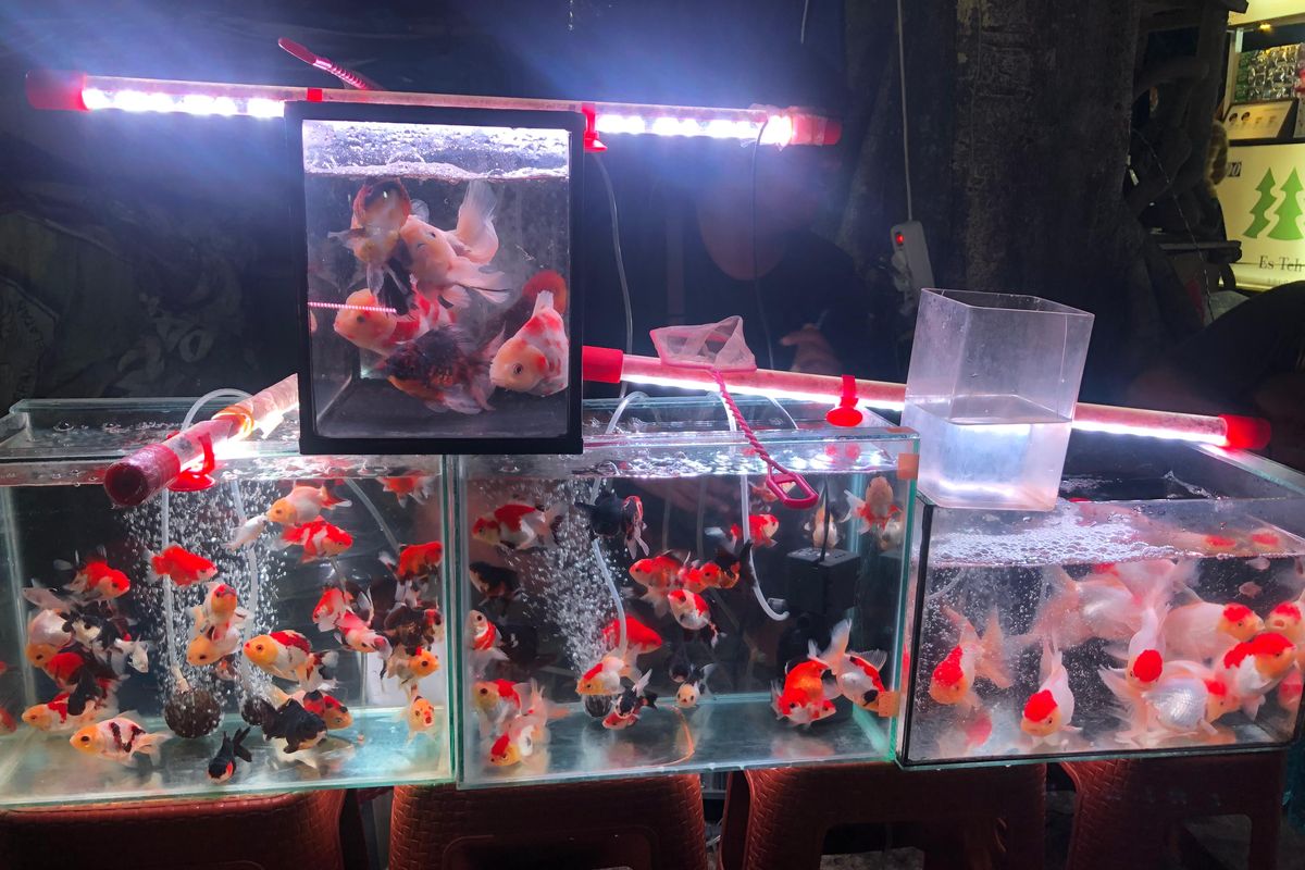 Pasar Ikan Hias Jatinegara, Destinasi bagi Pencinta Ikan Hias