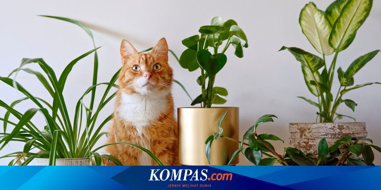 Ahli Ungkap Tanaman Catnip Simpan Efek Tersembunyi untuk Kucing, Apa itu?
