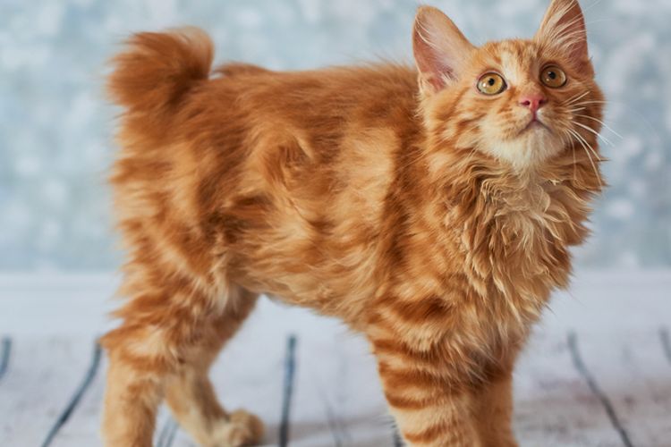 6 Fakta Menarik Kucing American Bobtail, Berekor Pendek yang Penyayang