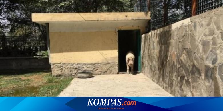 Kisah Khanzir, Satu-satunya Babi di Afganistan