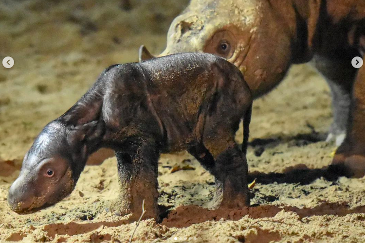 Bayi Badak Sumatera Lahir di Taman Way Kambas, Kini Total Ada 9 Ekor