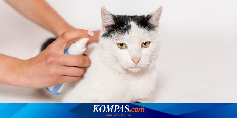 Berita Harian Perbedaan Kutu Dengan Pinjal Pada Kucing Terbaru Hari Ini ...