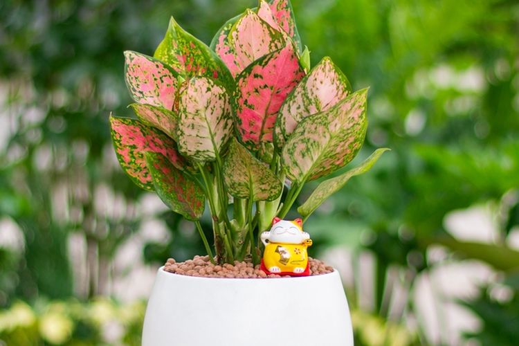 8 Tanaman Hias yang Tumbuh Subur di Kamar Tidur