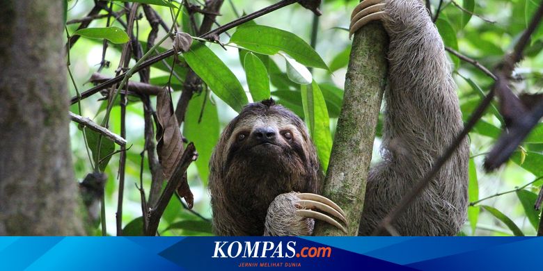 Geraknya Sangat Lambat, Bagaimana Cara Kungkang Berlindung dari Predator?