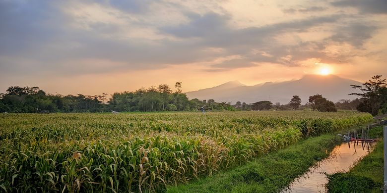 Lahan Pertanian Dunia Kurang 300 Juta Ha, Rektor IPB Beri 3 Solusi