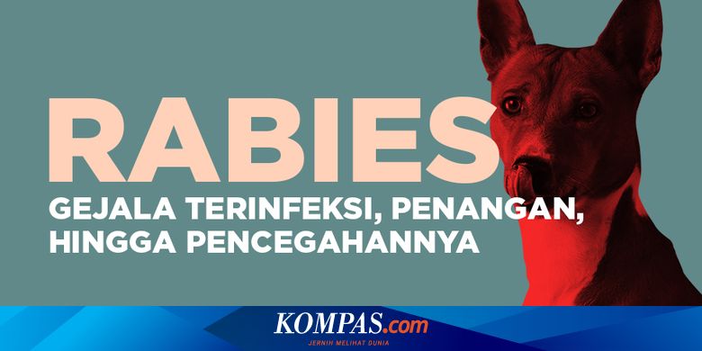 INFOGRAFIK: Mengenal Apa Itu Rabies, Gejala Terinfeksi, hingga ...