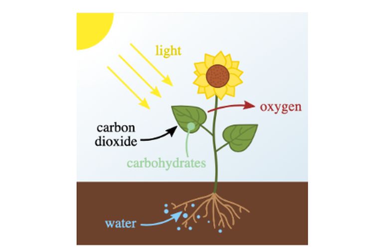 Enzim yang Berperan dalam Respirasi Tumbuhan