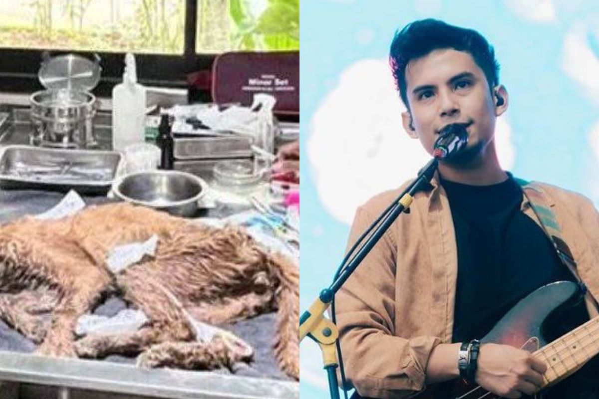 Mengenal Caracal, Ras Kucing Liar yang Diduga Ditelantarkan Okin sampai ...