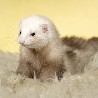 7 Jenis Musang Berdasarkan Warna, dari Albino sampai Hitam