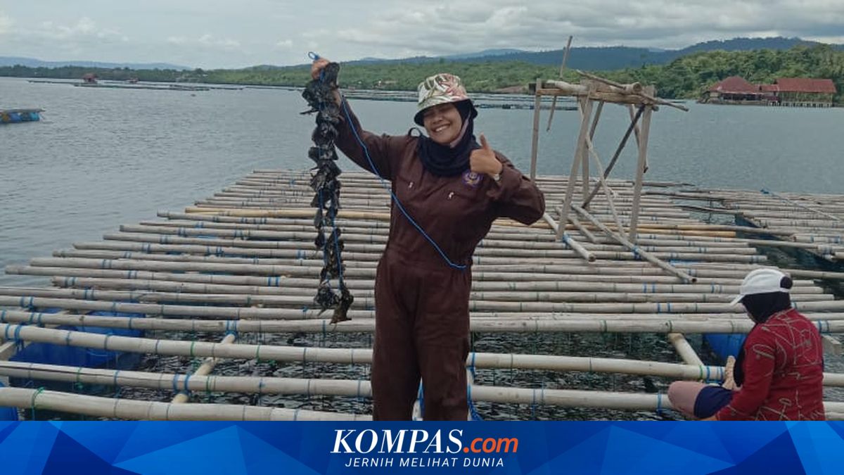 Cerita Lulusan Politeknik AUP Kementerian KP Kembangkan Budi Daya ...