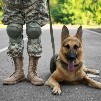 Asal Usul Anjing Militer dan Ragam Tugas yang Dilakukan