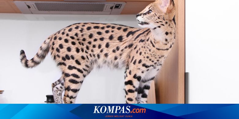 6 Fakta Kucing Ashera, Ras Kucing Termahal di Dunia yang Kontroversial
