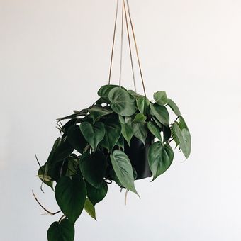 5 Jenis Tanaman Pothos yang Populer Ditanam di Rumah