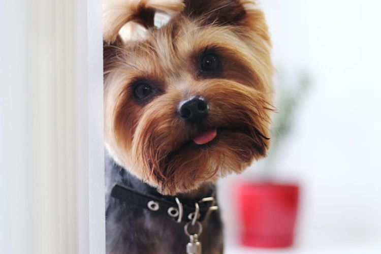 7 Fakta Menarik Anjing Yorkshire Terrier, Si Kecil yang Berani