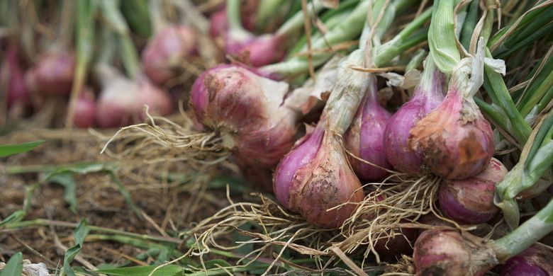 Penyakit Busuk Daun Bawang Merah: Penyebab, Gejala, dan Solusinya
