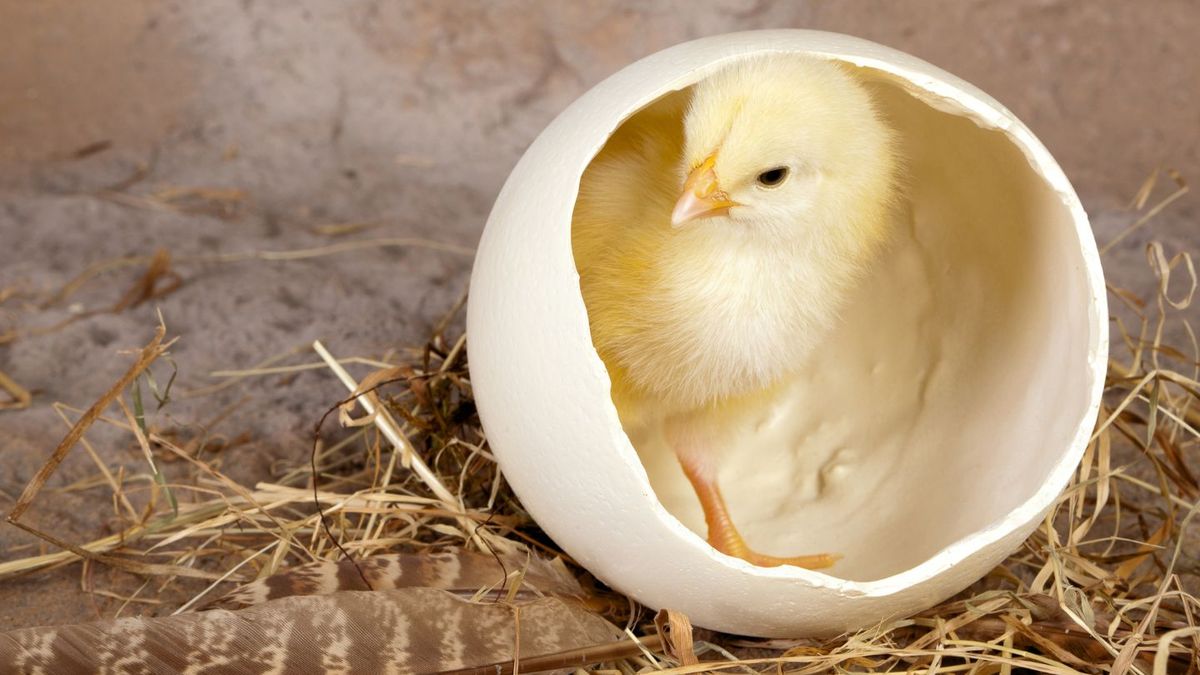 Mengenal Perkembangan Embrio Ayam hingga Menetas