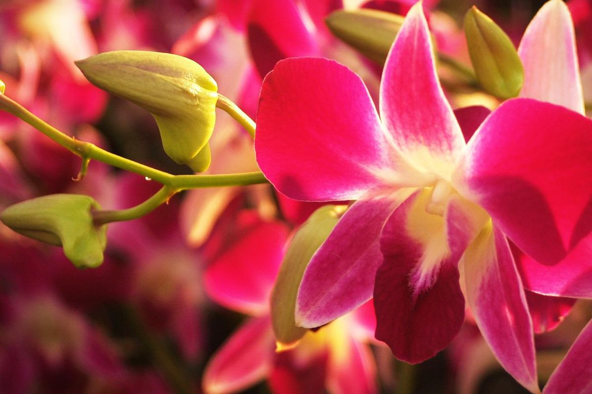 Makna di Balik Warna Bunga Anggrek, Cinta hingga Keberanian