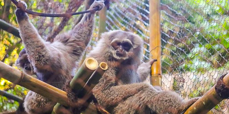 Two Endangered Javanese Silver Gibbons Take First Steps into the Wild