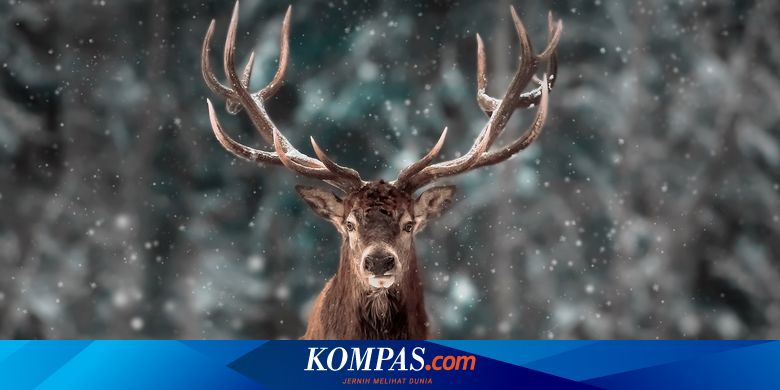 Apa Fungsi Tanduk Rusa?