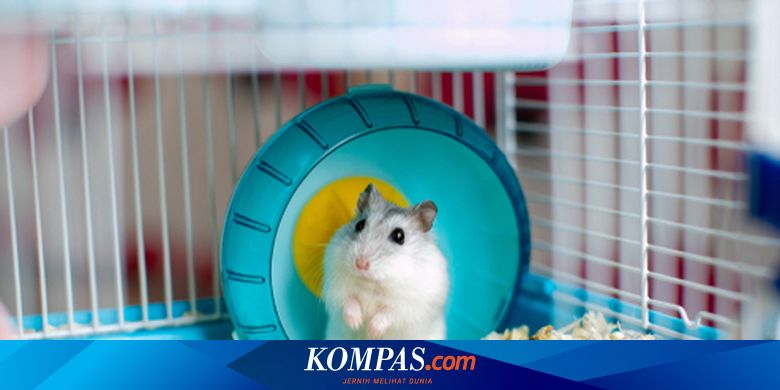 Mengapa Hamster Bisa Memakan Anaknya Sendiri? Ini Penjelasannya