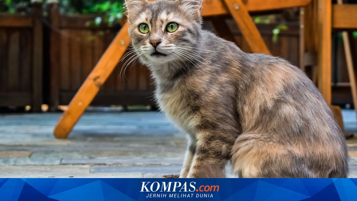 6 Cara Menyingkirkan Kucing Liar yang Kerap Muncul di Rumah