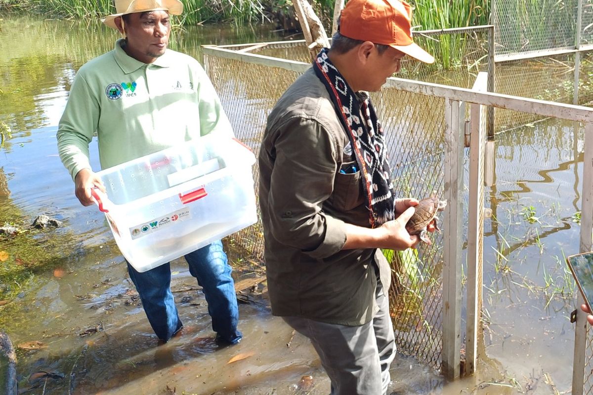 Terancam Punah, 10 Kura-kura Leher Ular Rote Dilepasliarkan di Habitat Aslinya di NTT
