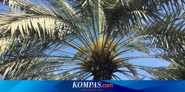 Terungkap, Ini Rahasia Pohon Ginkgo Berusia Lebih dari Ribuan Tahun