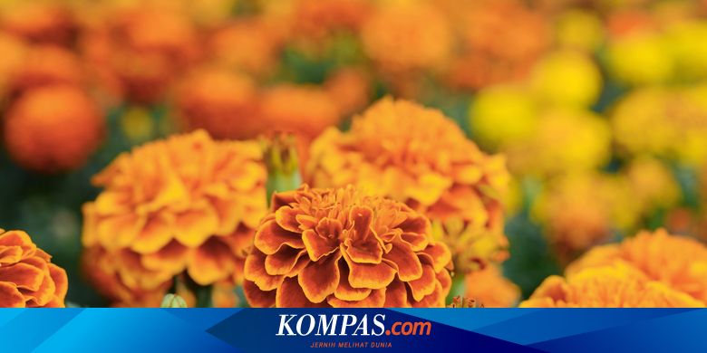 7 Tanaman Bunga dengan Perawatan Minim dan Tidak Mudah Mati