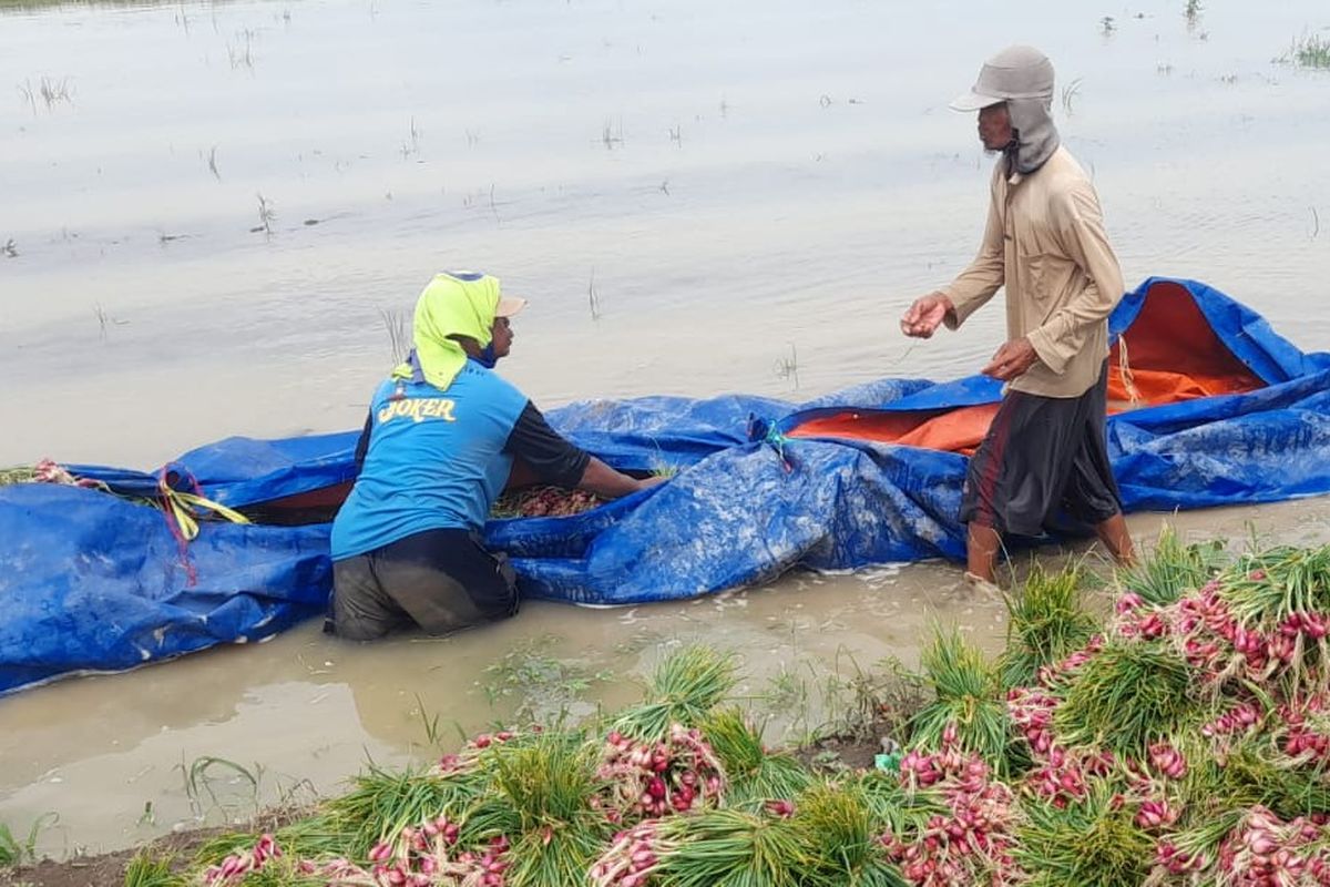 Petani Bawang di Brebes Panen Dini Akibat Banjir, Harga Jual Langsung ...