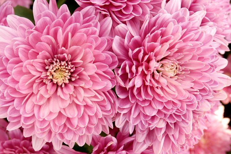 4 Manfaat Bunga Krisan dan Asal Usulnya, Bisa Jadi Teh sampai Obat