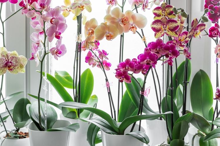 Inilah Penyebab Tanaman Anggrek Tidak Berbunga dan Cara Mengatasinya