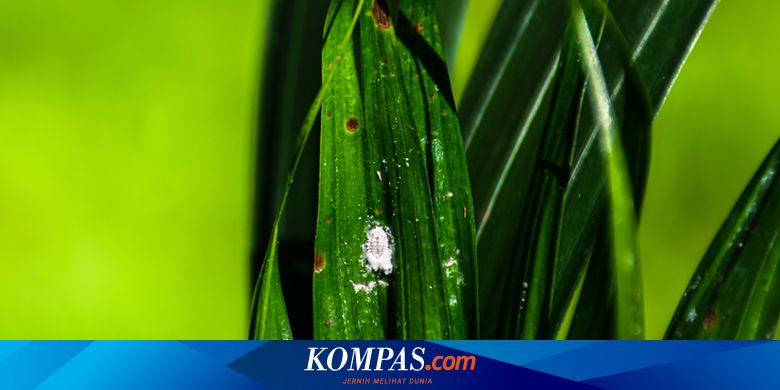 7 Hama Paling Berbahaya Bagi Tanaman yang Harus Diketahui