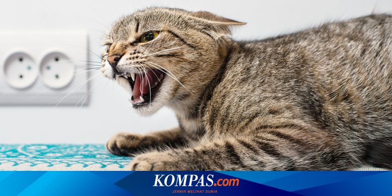 Tanda dan Penyebab Kucing Terkena Rabies, Ini Kata Dokter Hewan