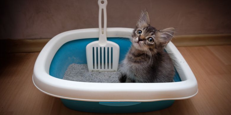 4 Cara Hentikan Perilaku Kucing Buang Air Sembarangan